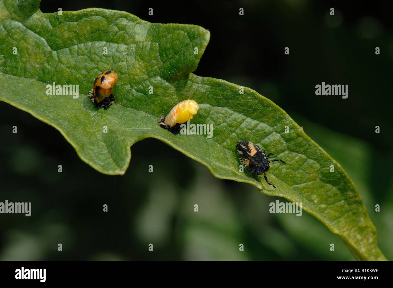 Asian Lady Beetle (Harmonia axyridis). Pupa (left), young pupa (center ...