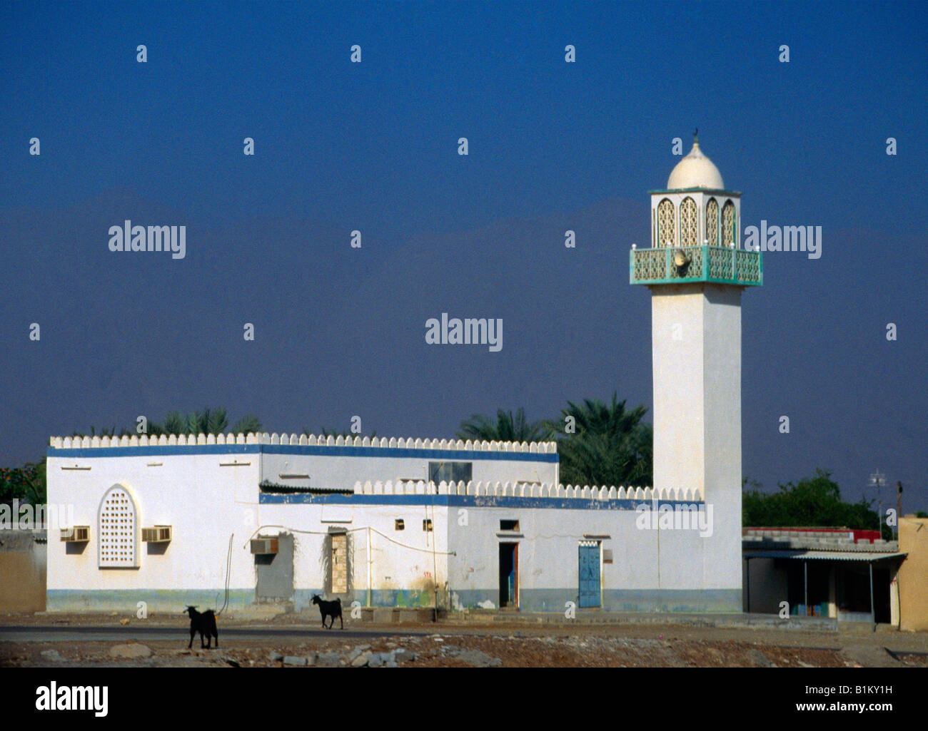 Sharjah UAE Mosque Dibba Goats Stock Photo - Alamy