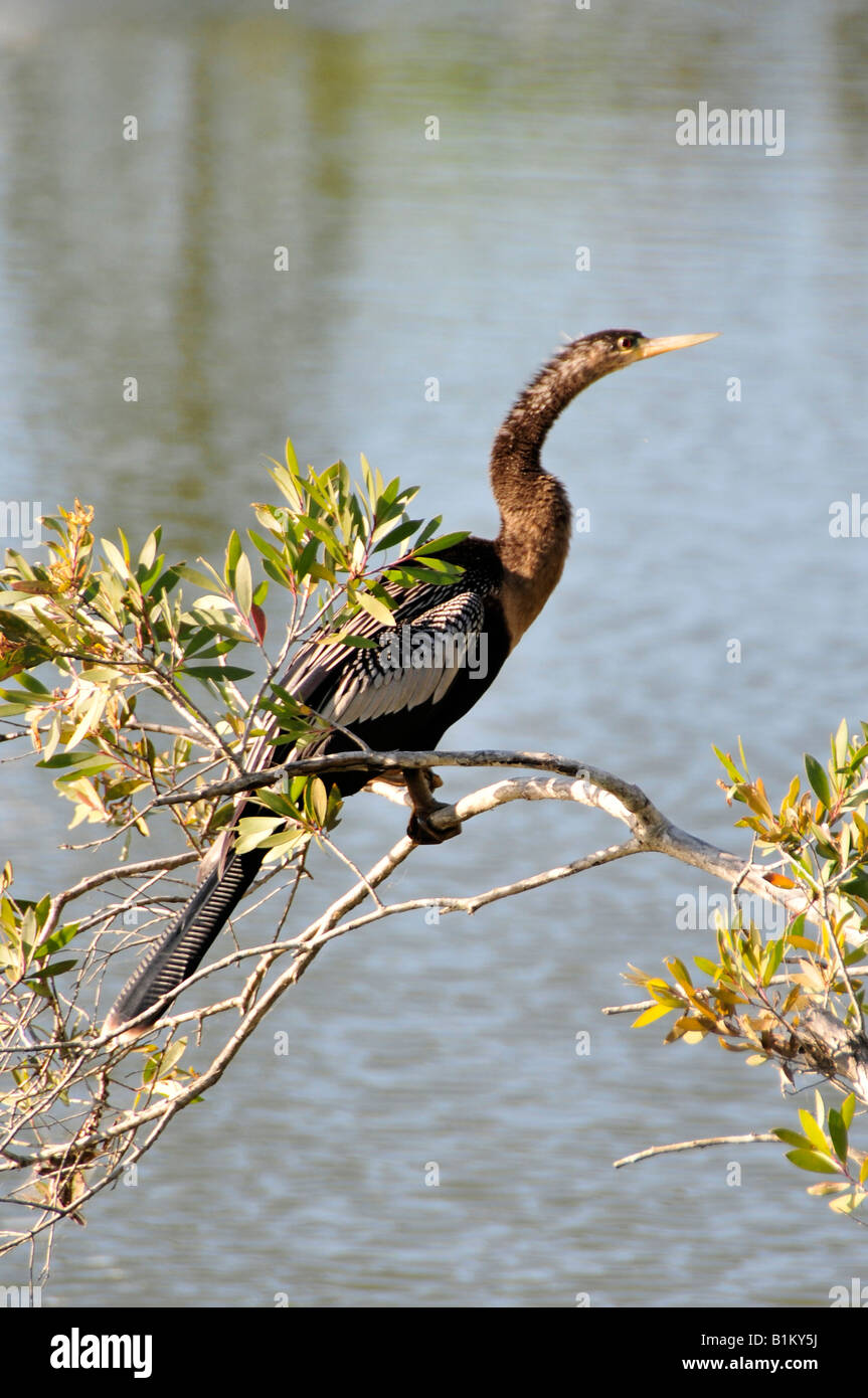 Female Anhinga in tree at Everglades National Park Florida Stock Photo ...