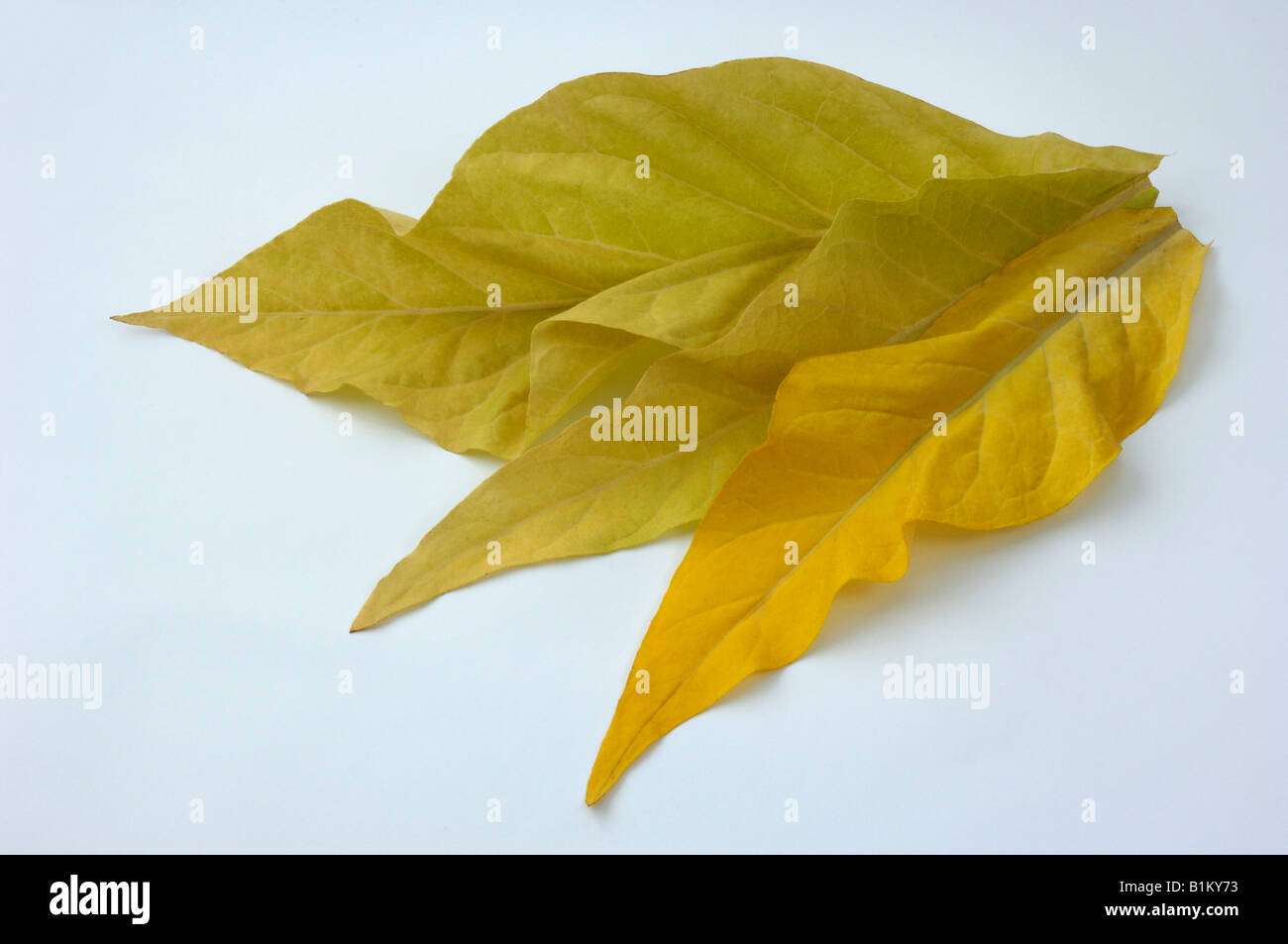 Common Tobacco, Tobacco (Nicotiana tabacum), bunch of leaves, studio ...