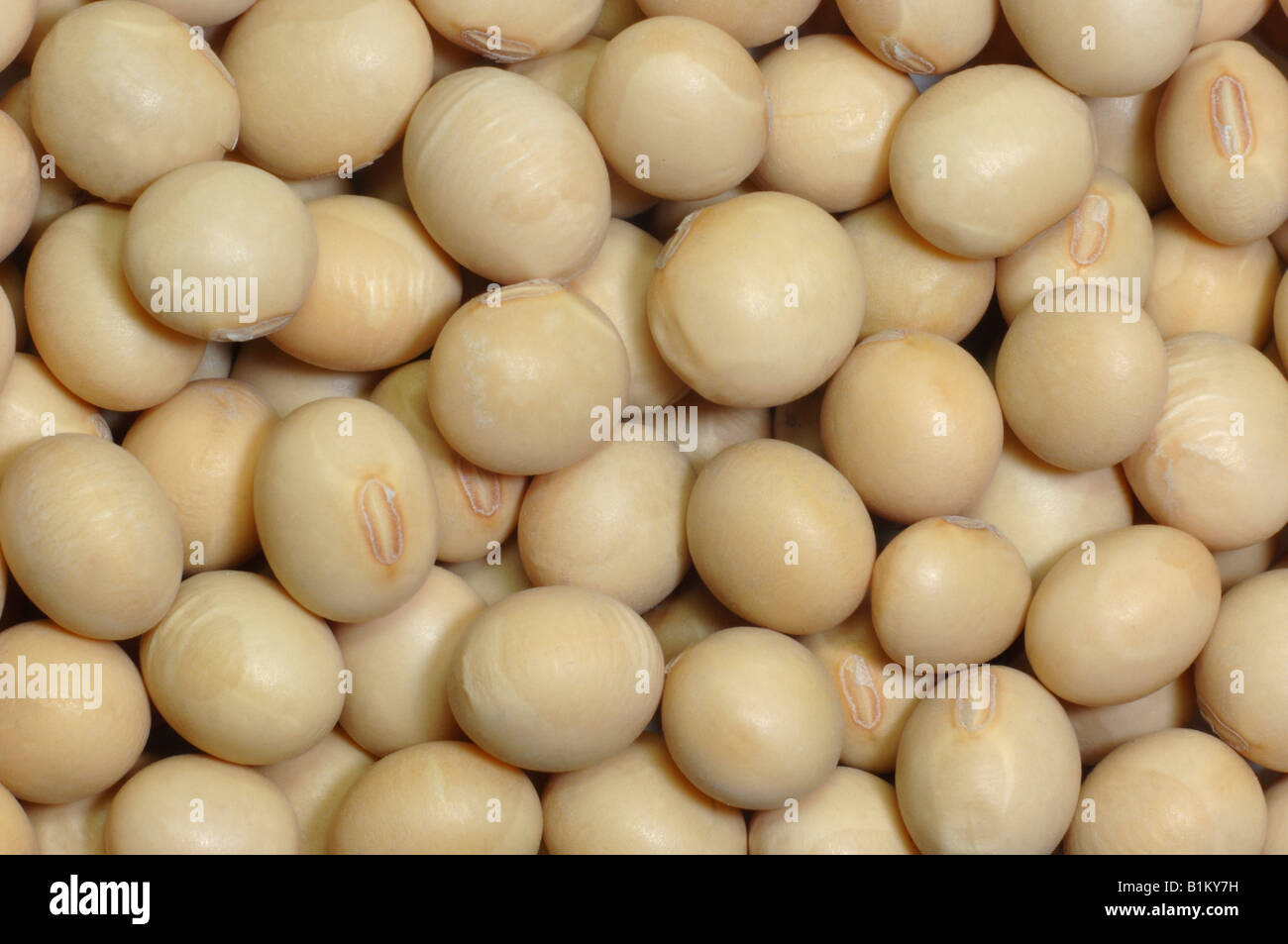 Soya Bean, Soybean (Glycine max), beans seen from above Stock Photo - Alamy