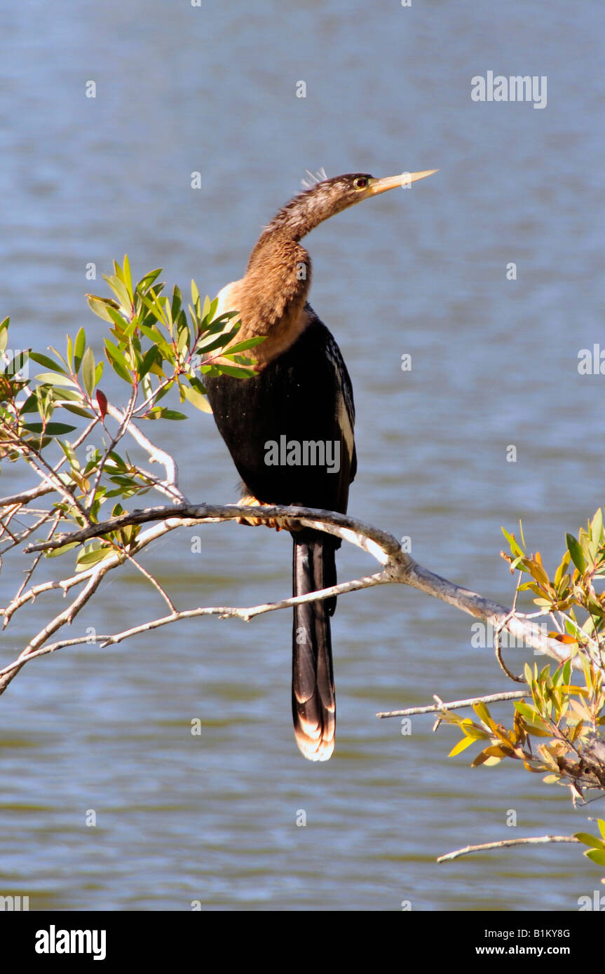 Female Anhinga in tree at Everglades National Park Florida Stock Photo ...