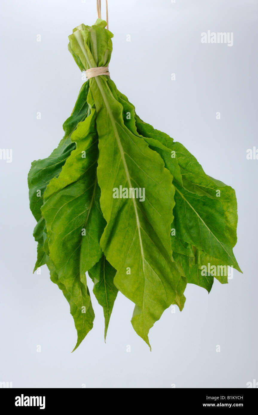 Common Tobacco, Tobacco (Nicotiana tabacum), bundle of leaves, studio ...