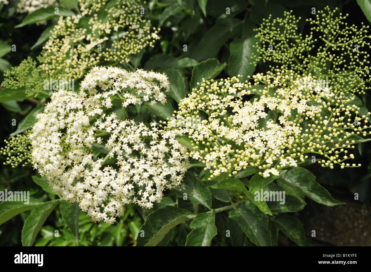 Elder flowers hi-res stock photography and images - Alamy