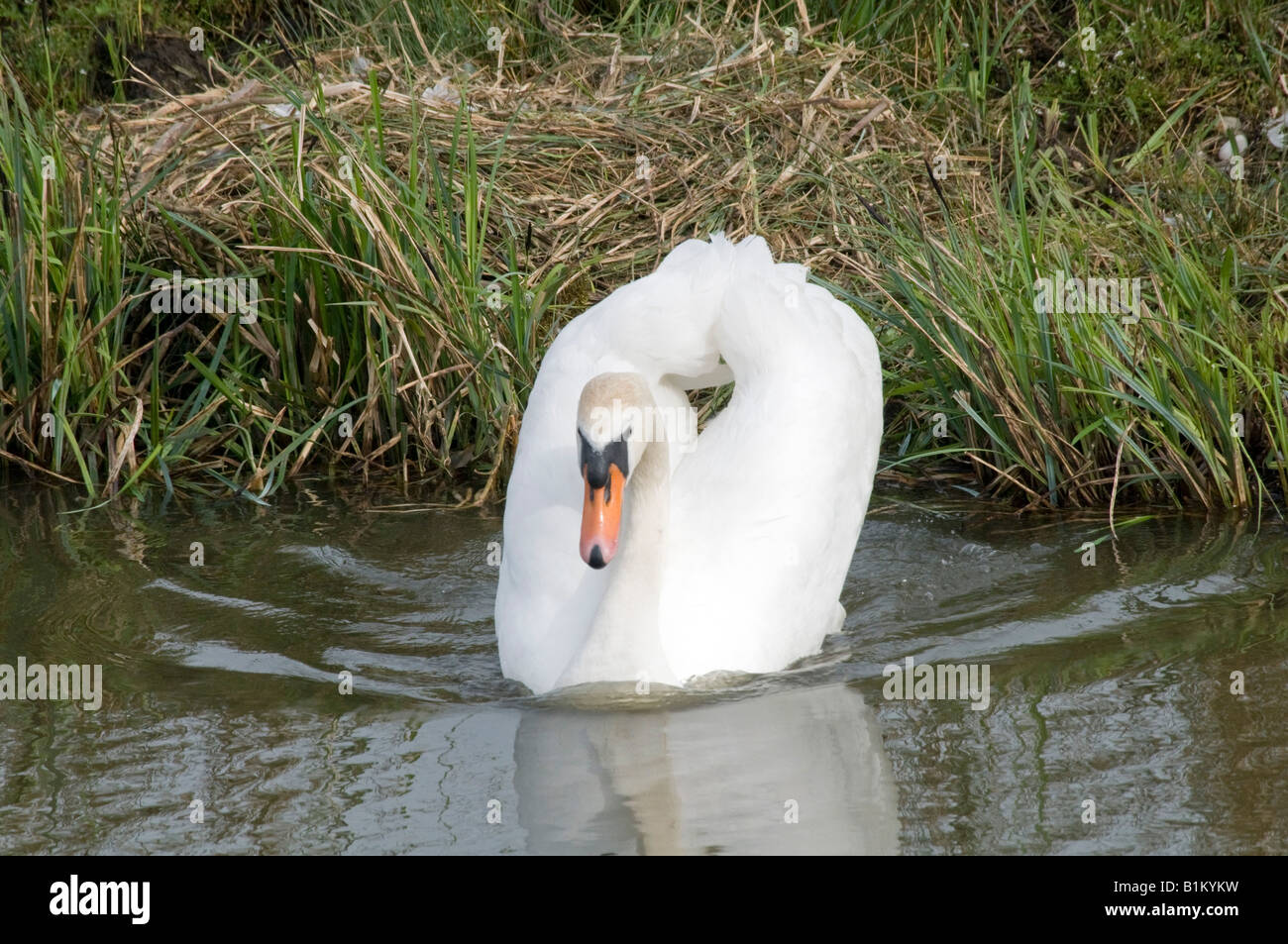 a swan swimming on water Stock Photo - Alamy