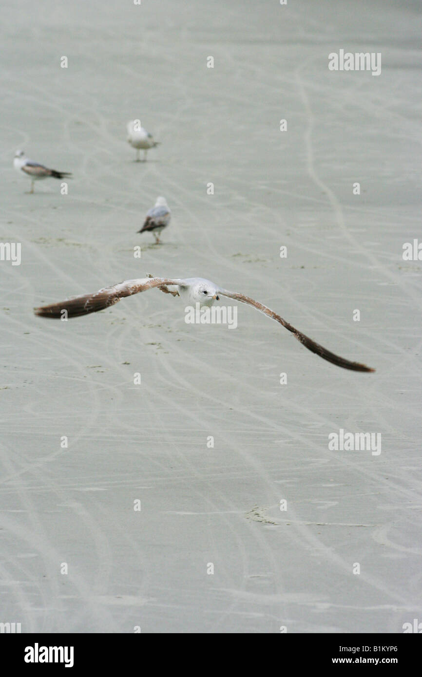 Seagulls taking flight on an East coast beach Stock Photo - Alamy