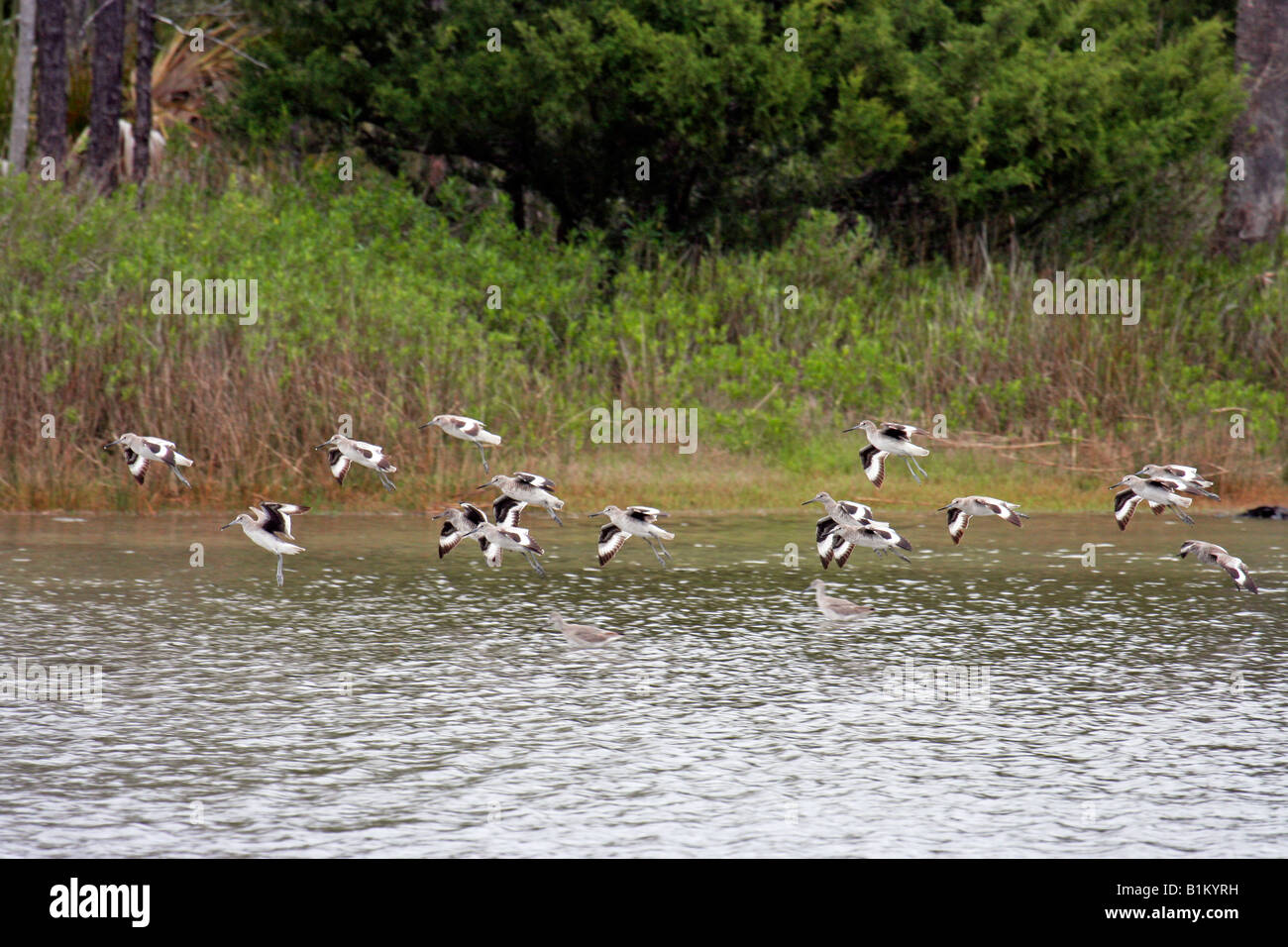 Pinckney hi-res stock photography and images - Alamy