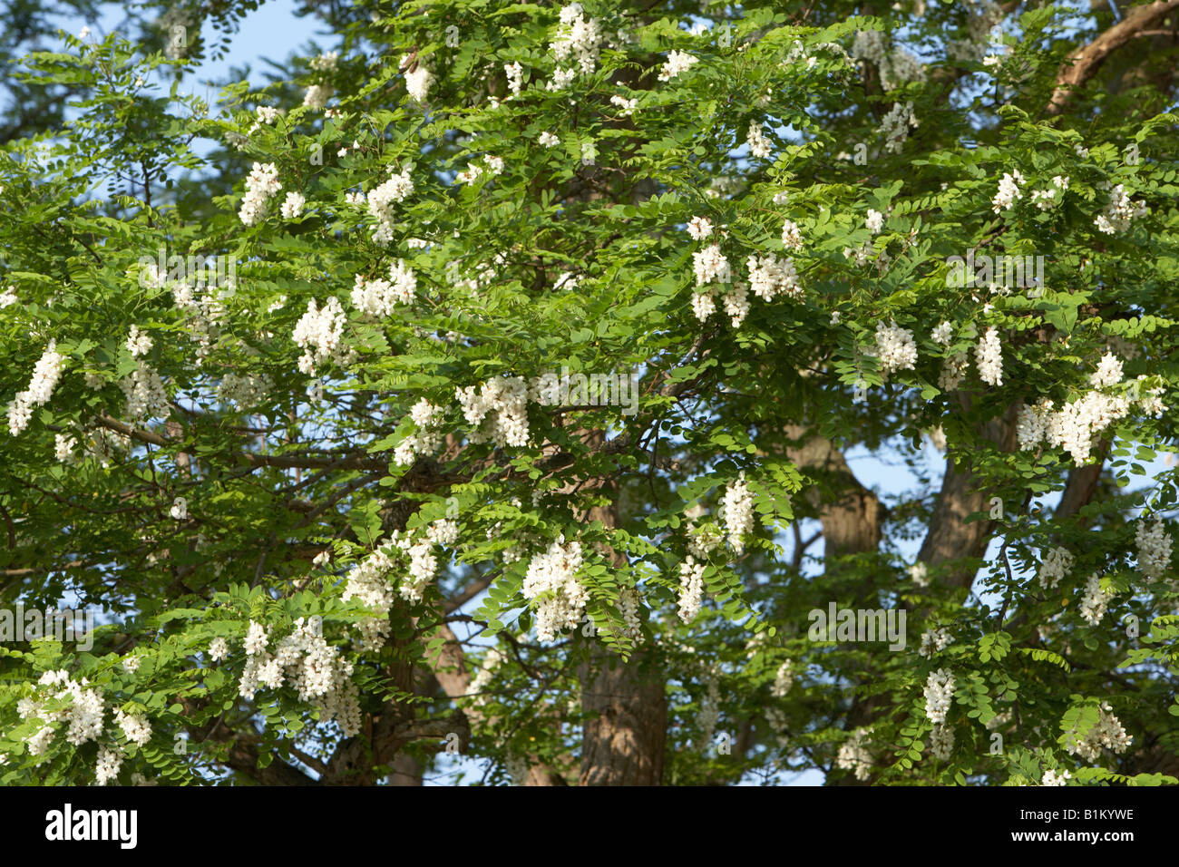 Gleditsia tree, Black Locust, in flower Stock Photo - Alamy
