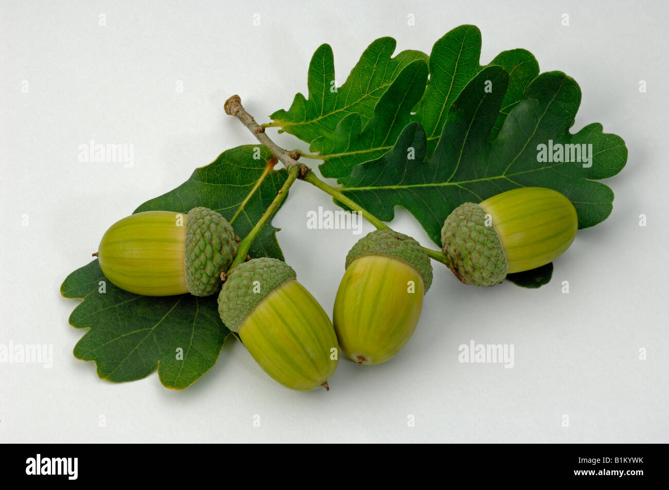 English Oak, Pedunculate Oak (Quercus robur), acorns and leaves, studio ...