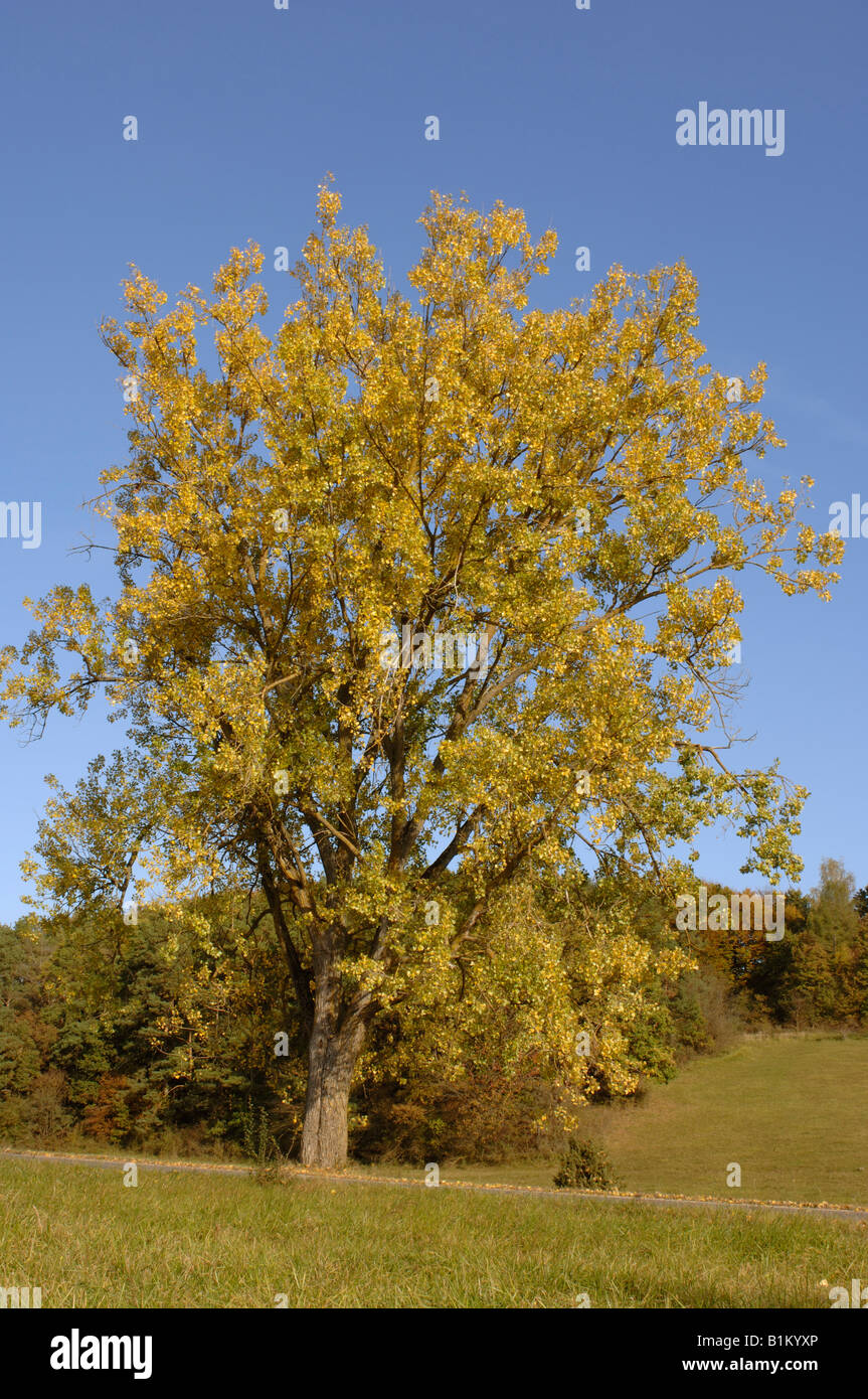 Black Poplar (Populus nigra), ttree in autumn colors Stock Photo - Alamy