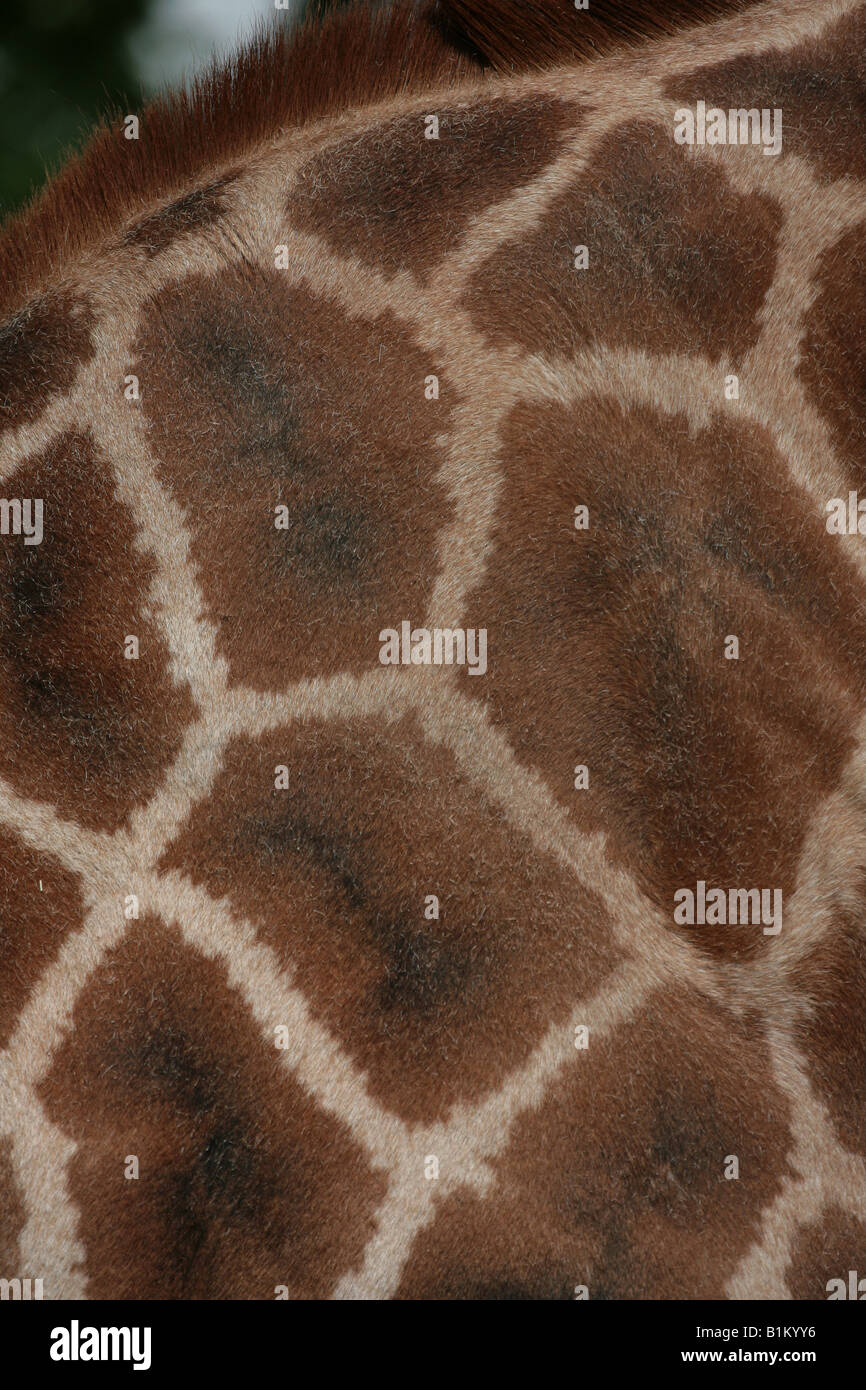 Patterns on a Giraffes body Stock Photo - Alamy