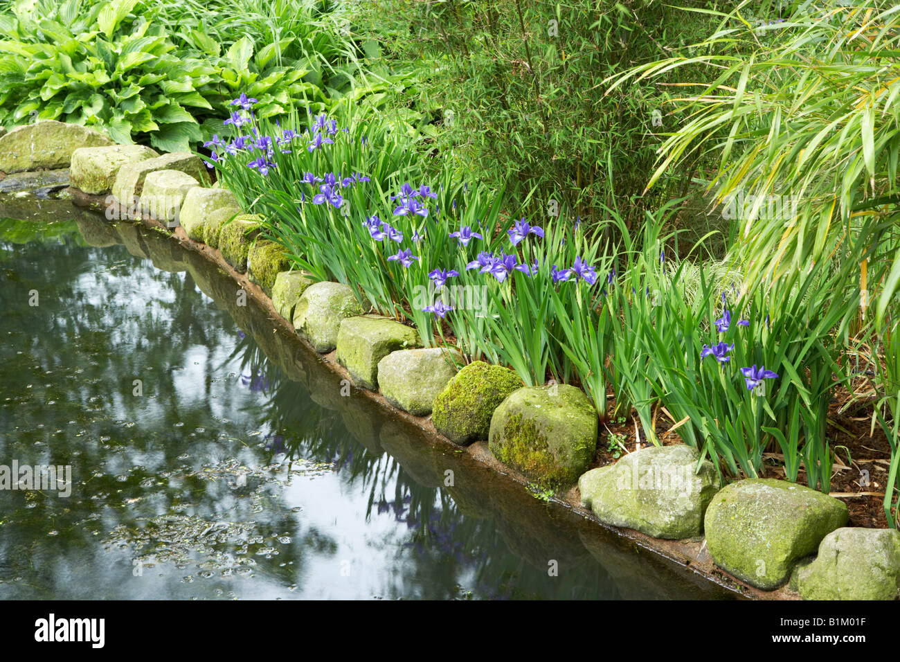 Japanese Water Iris alongside garden pond Stock Photo - Alamy