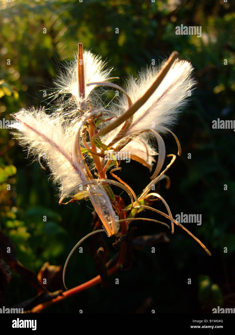 Evening sunlight trapped in fluffy split seed pods of rosebay ...