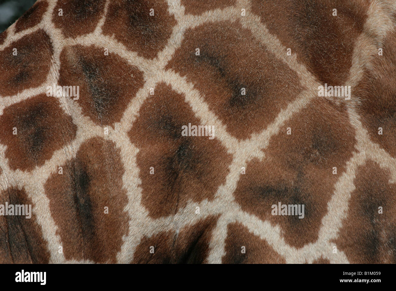 Patterns on a Giraffes body Stock Photo - Alamy