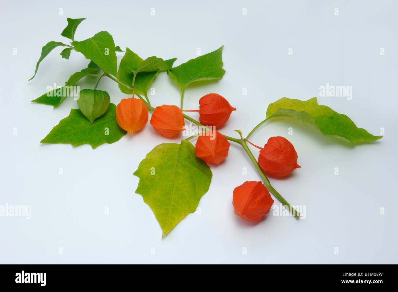 Strawberry Tomato, Winter Cherry (Hypericum spec.), twig with fruit ...