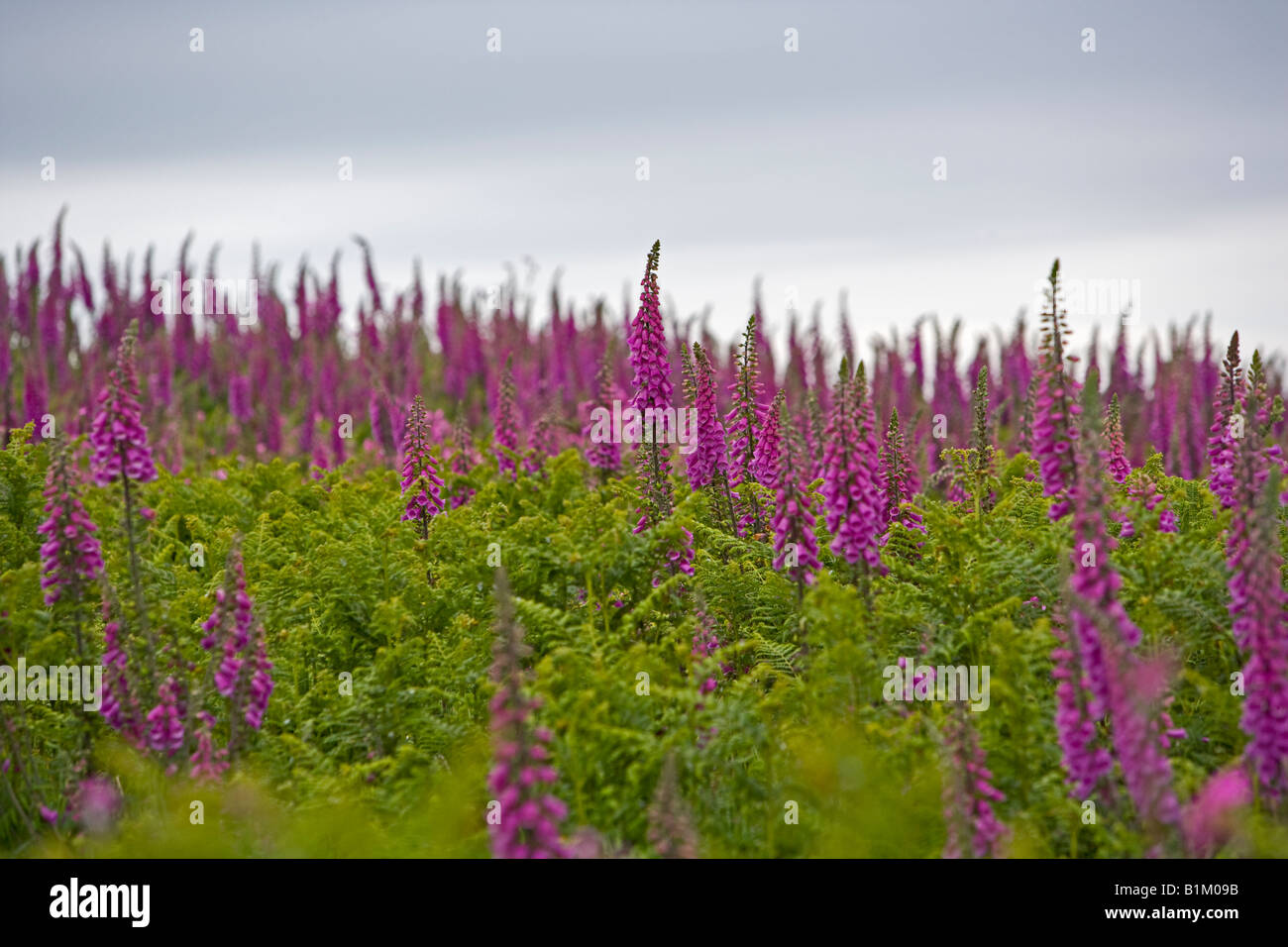Foxglove medicine hi-res stock photography and images - Alamy
