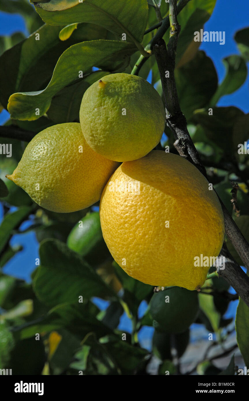Unripe citron hi-res stock photography and images - Alamy