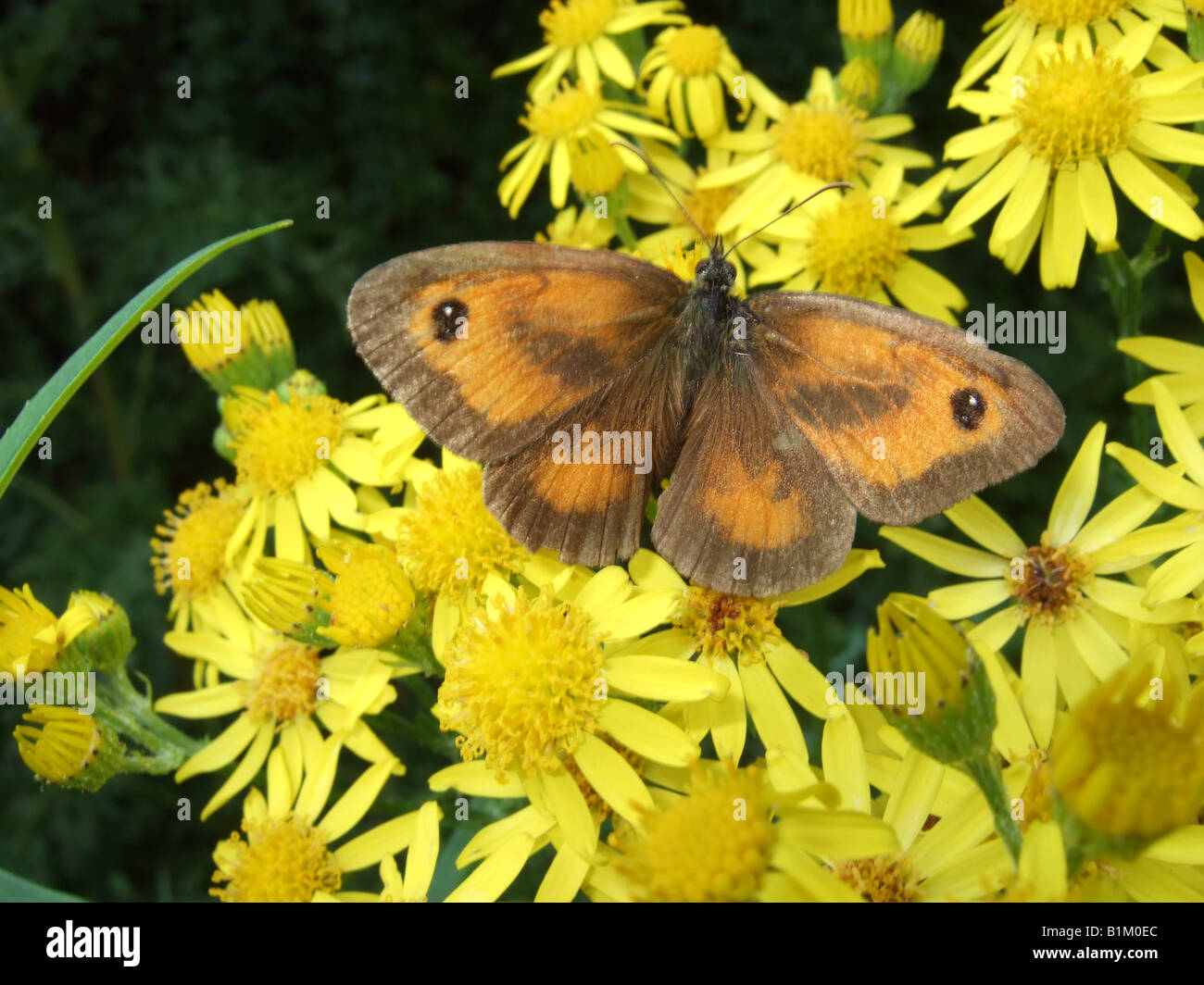 Male gatekeeper butterfly hi-res stock photography and images - Alamy