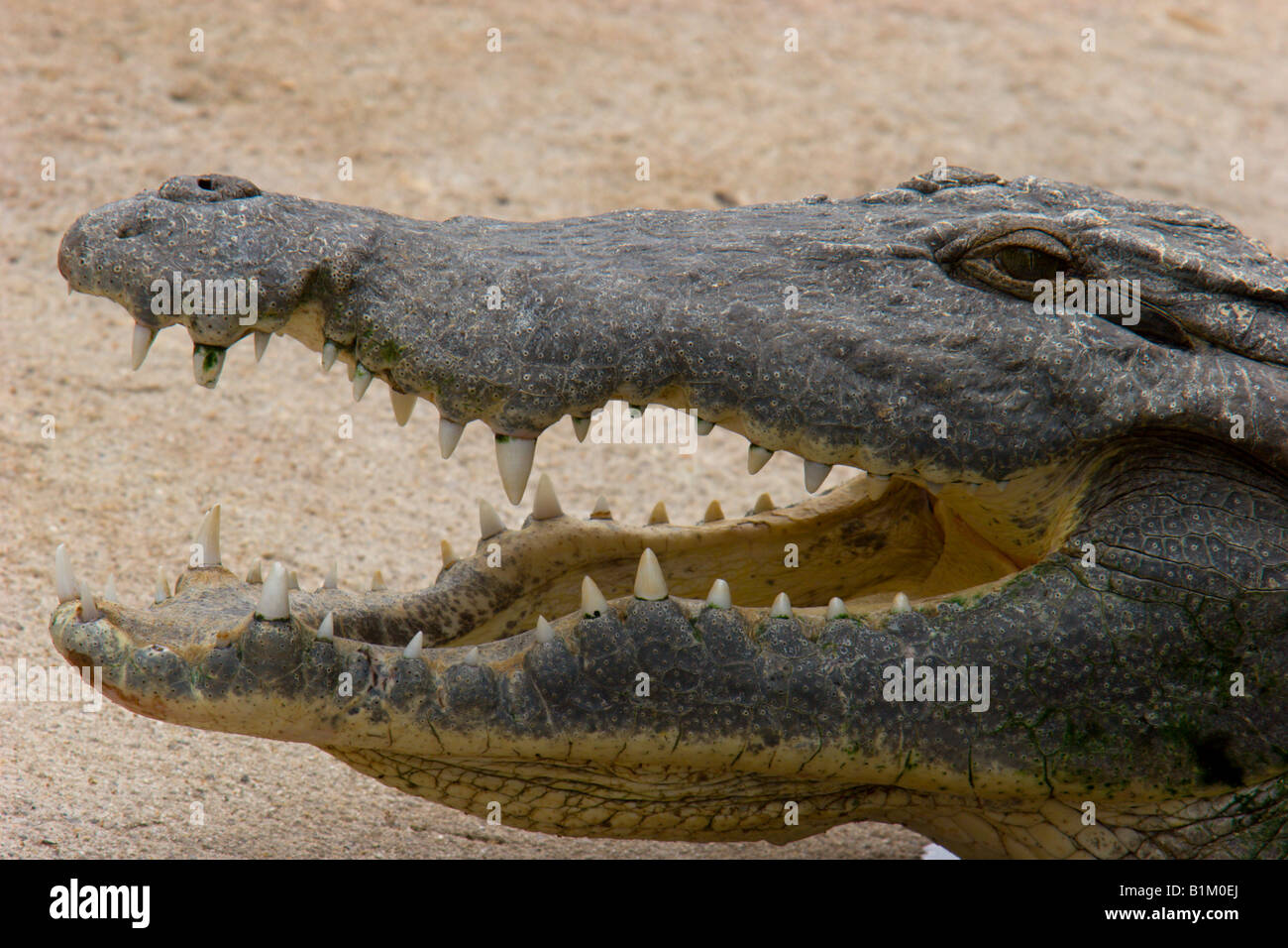 crocodile jaws teeth reptile Uganda Stock Photo - Alamy