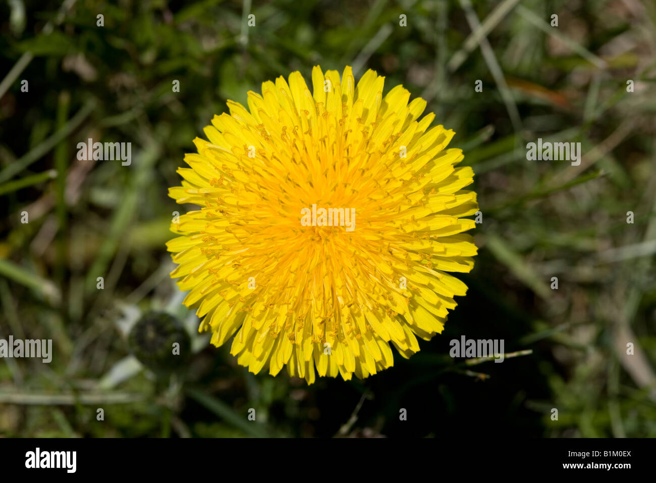 Weed dandilion hi-res stock photography and images - Alamy