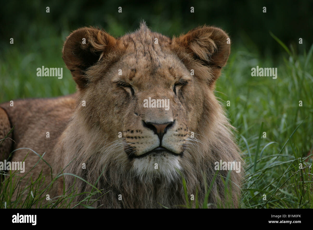 Lion cub Panthera leo sleeping Stock Photo - Alamy