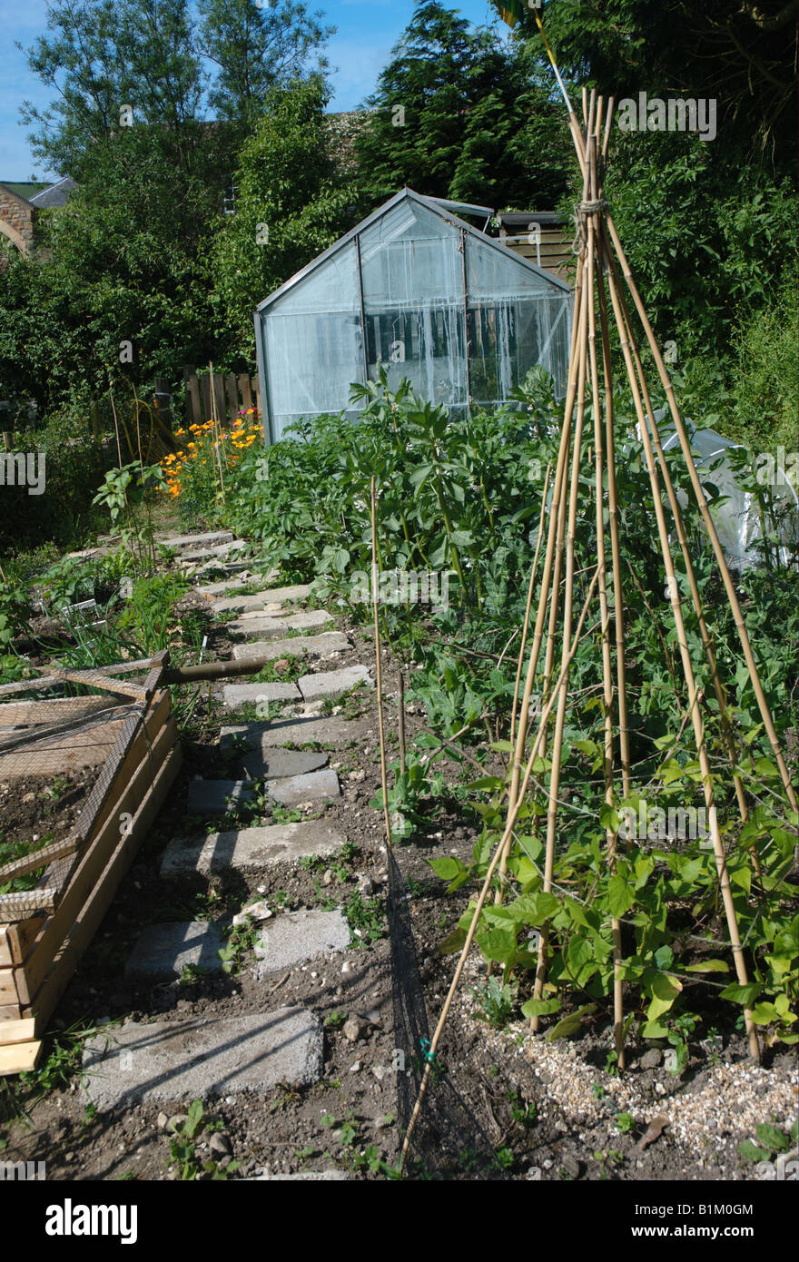 Runner bean plant vegetable growing climbing canes on an allotment ...