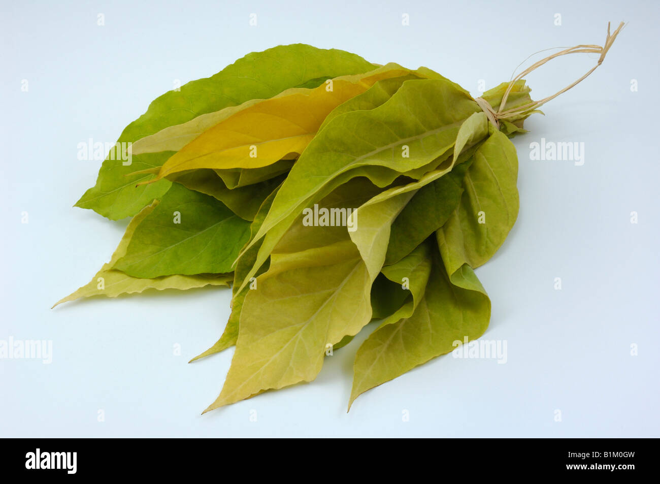 Common Tobacco, Tobacco (Nicotiana tabacum), bundle of leaves, studio ...