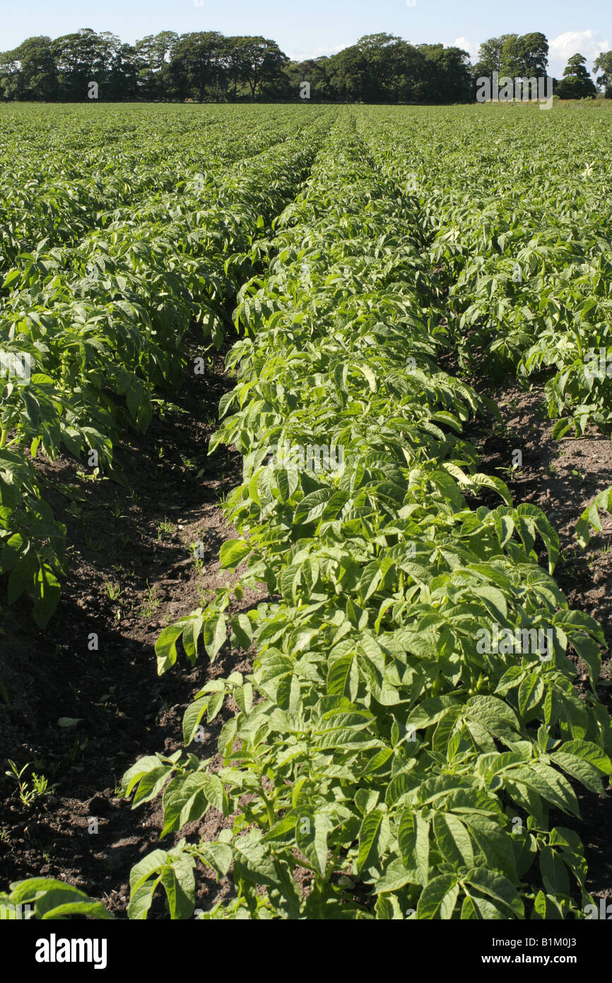 Mid growth potato hi-res stock photography and images - Alamy