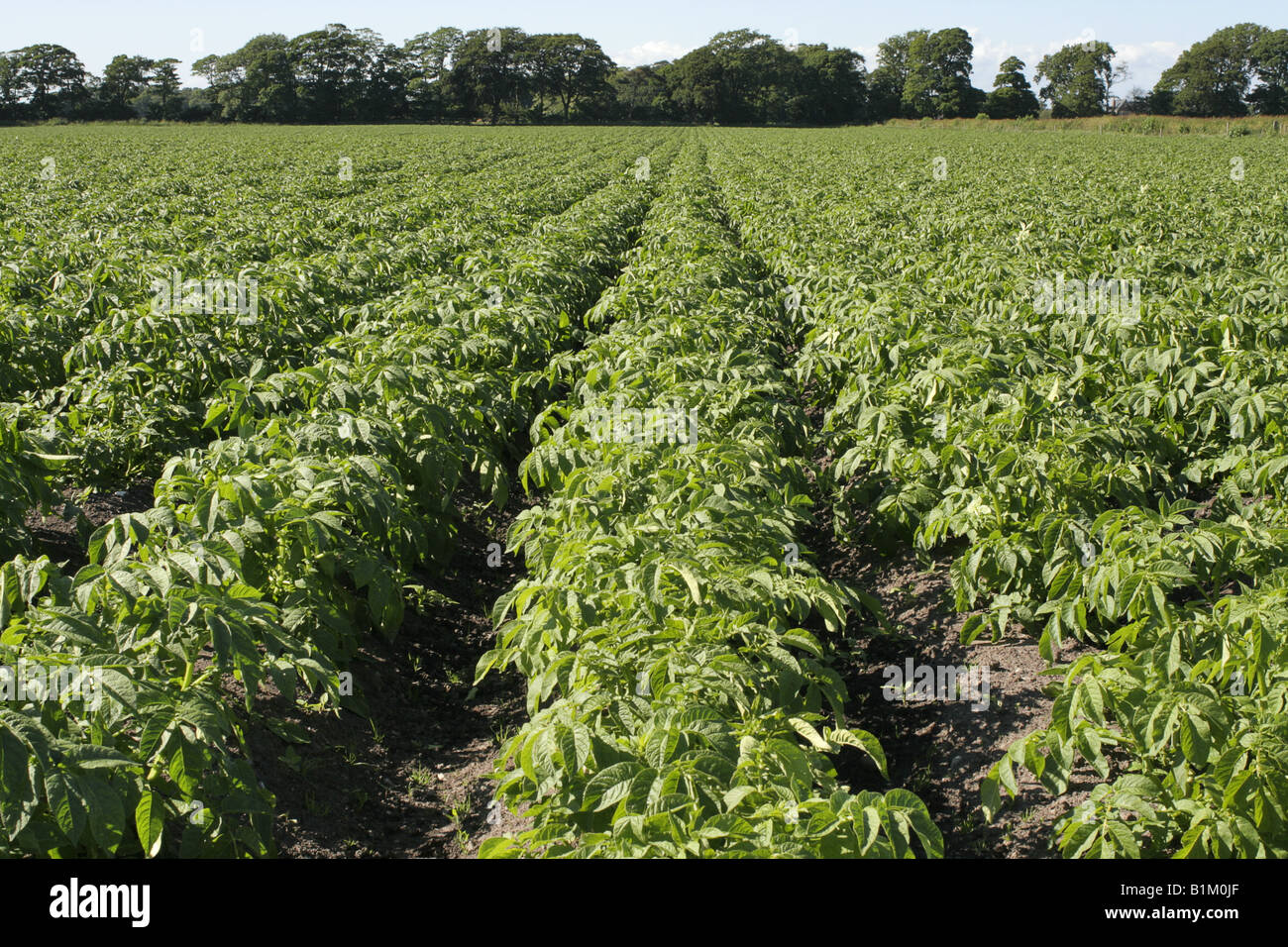 Mid growth potato hi-res stock photography and images - Alamy