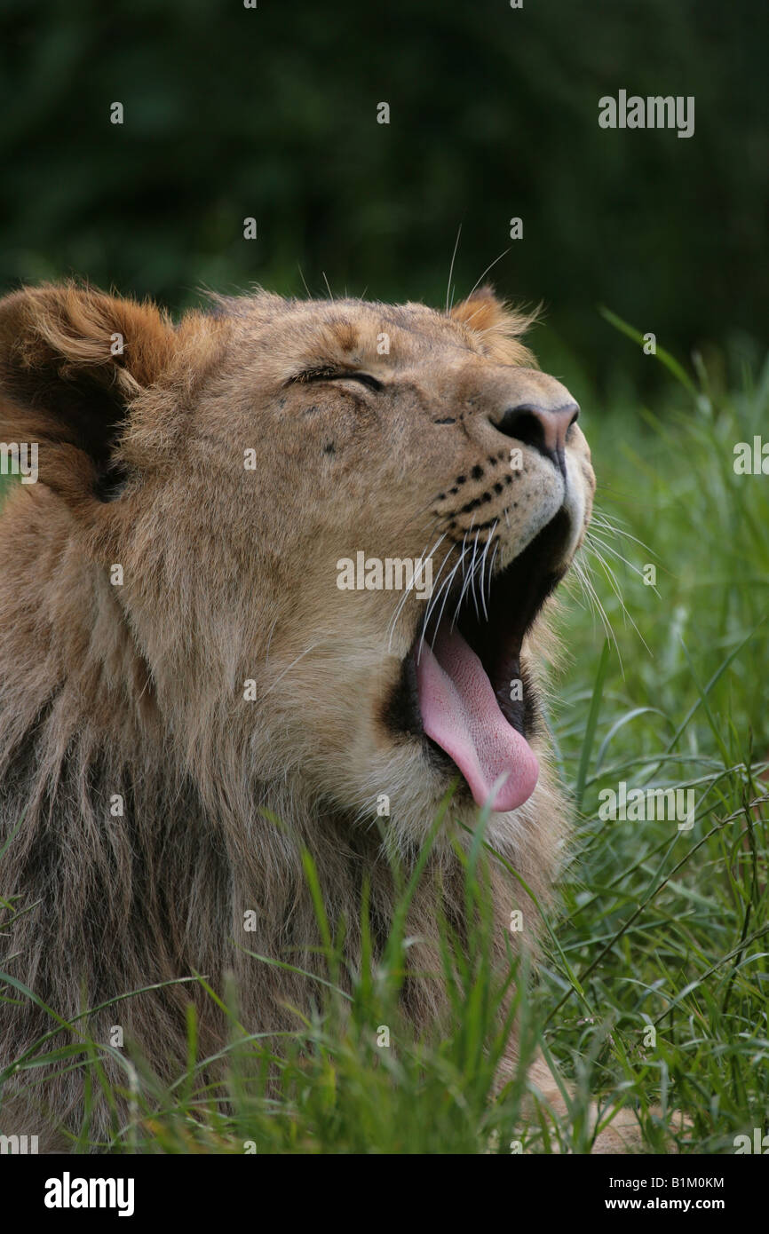 Lion eyes and mouth open hi-res stock photography and images - Alamy