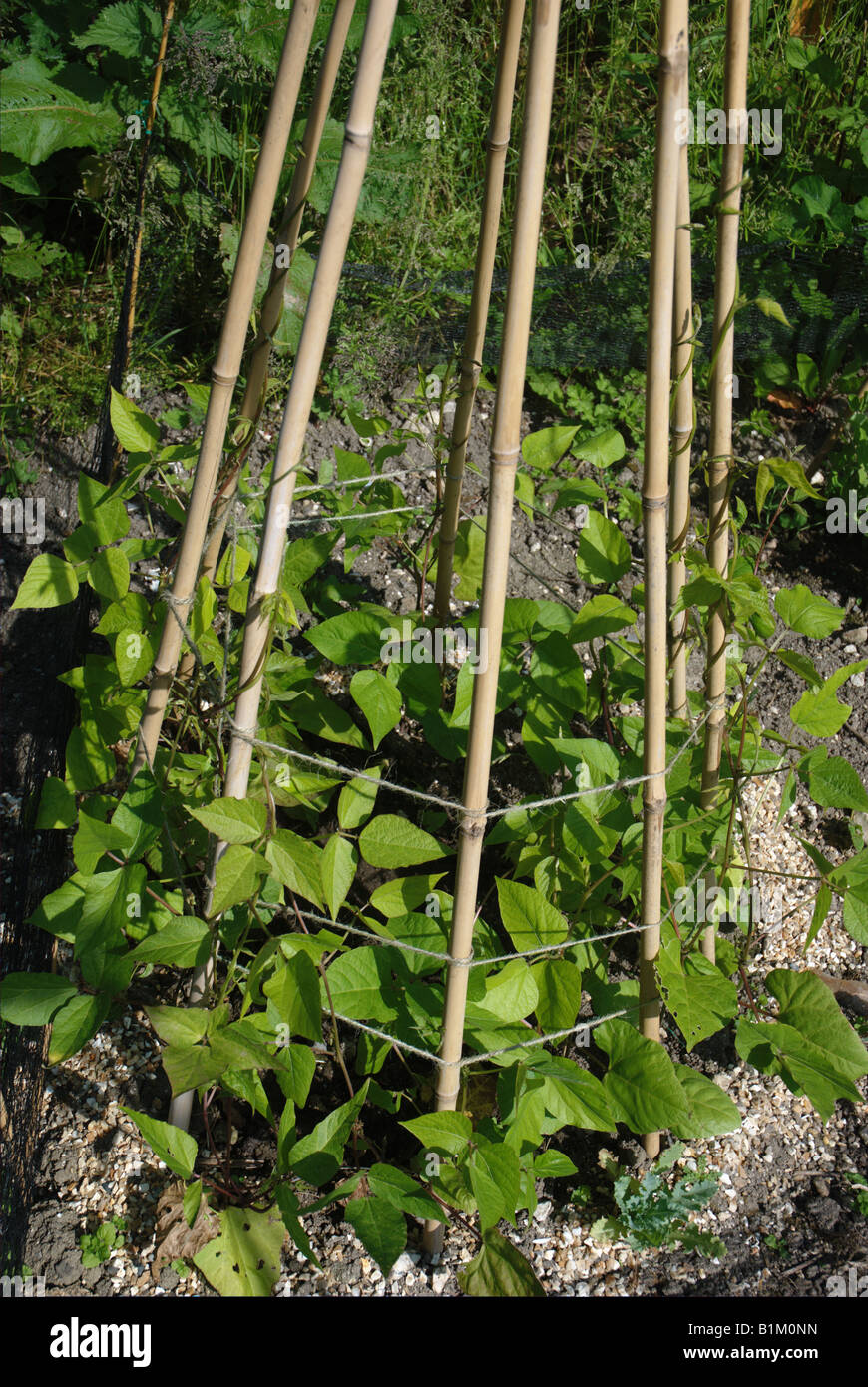 Runner Bean plants growing up bamboo canes Stock Photo - Alamy