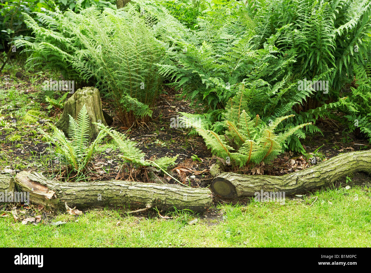 fern bed in woodland garden Stock Photo - Alamy