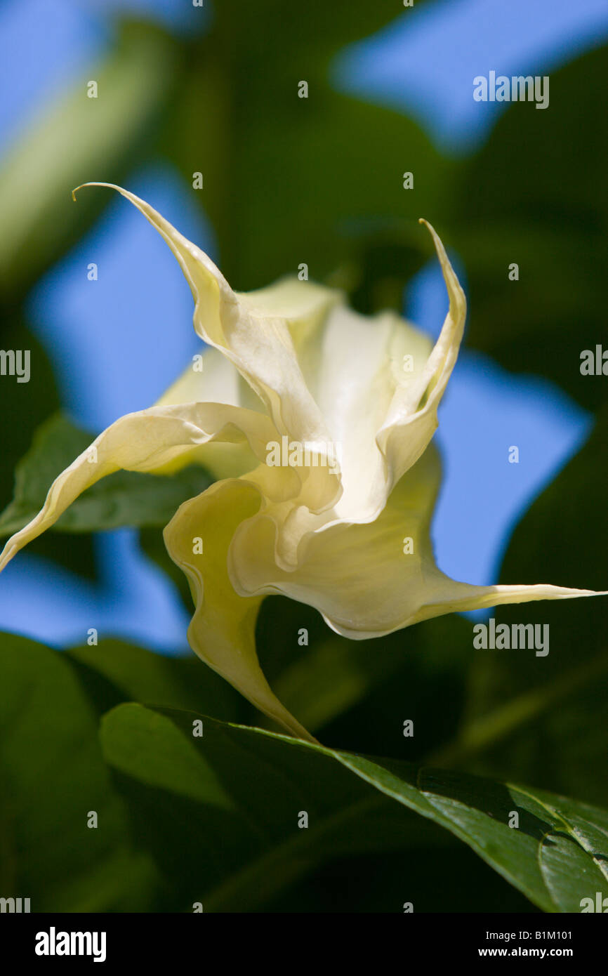 trumpet flower narcotic effect white unfolding Stock Photo - Alamy