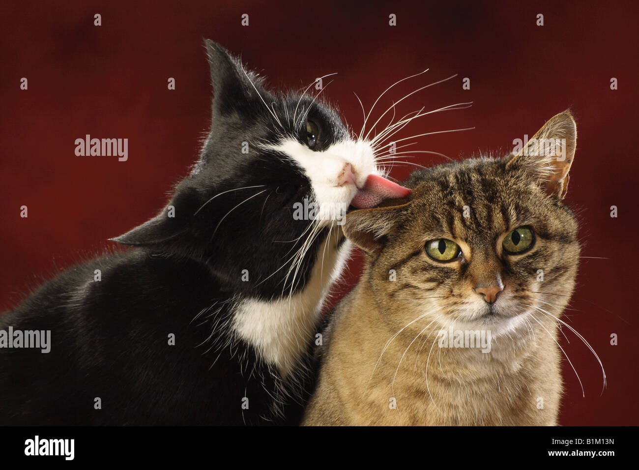 two domestic cats - portrait Stock Photo - Alamy