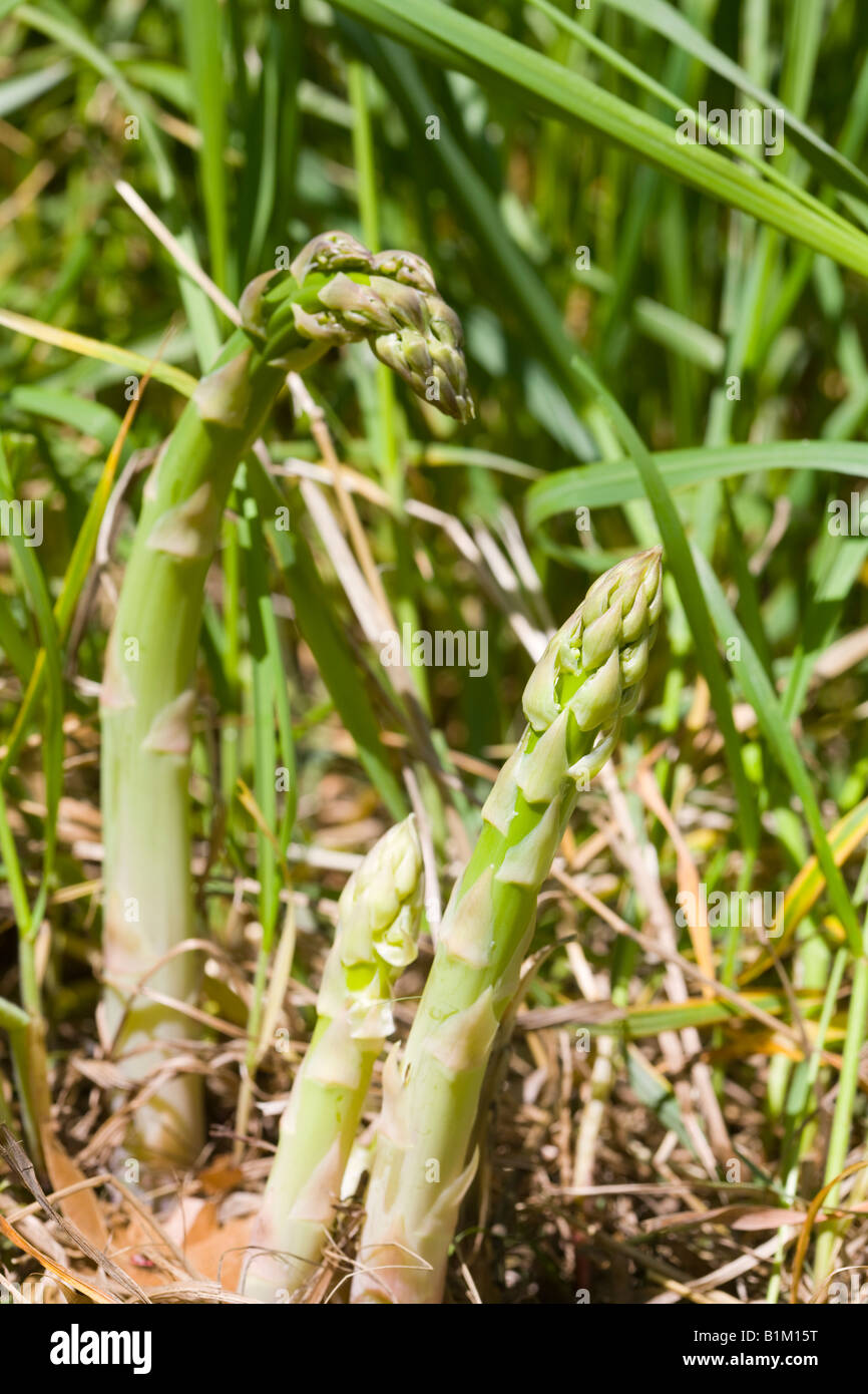 Shoots of fresh, wild asparagus pop up in a grassy field Stock Photo ...