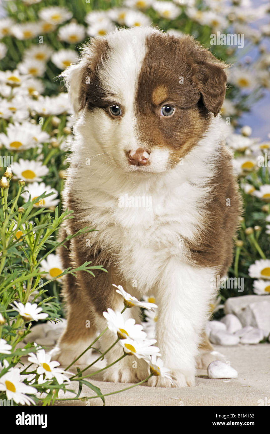 Australian Sheperd puppy - standing in front of flowers Stock Photo - Alamy