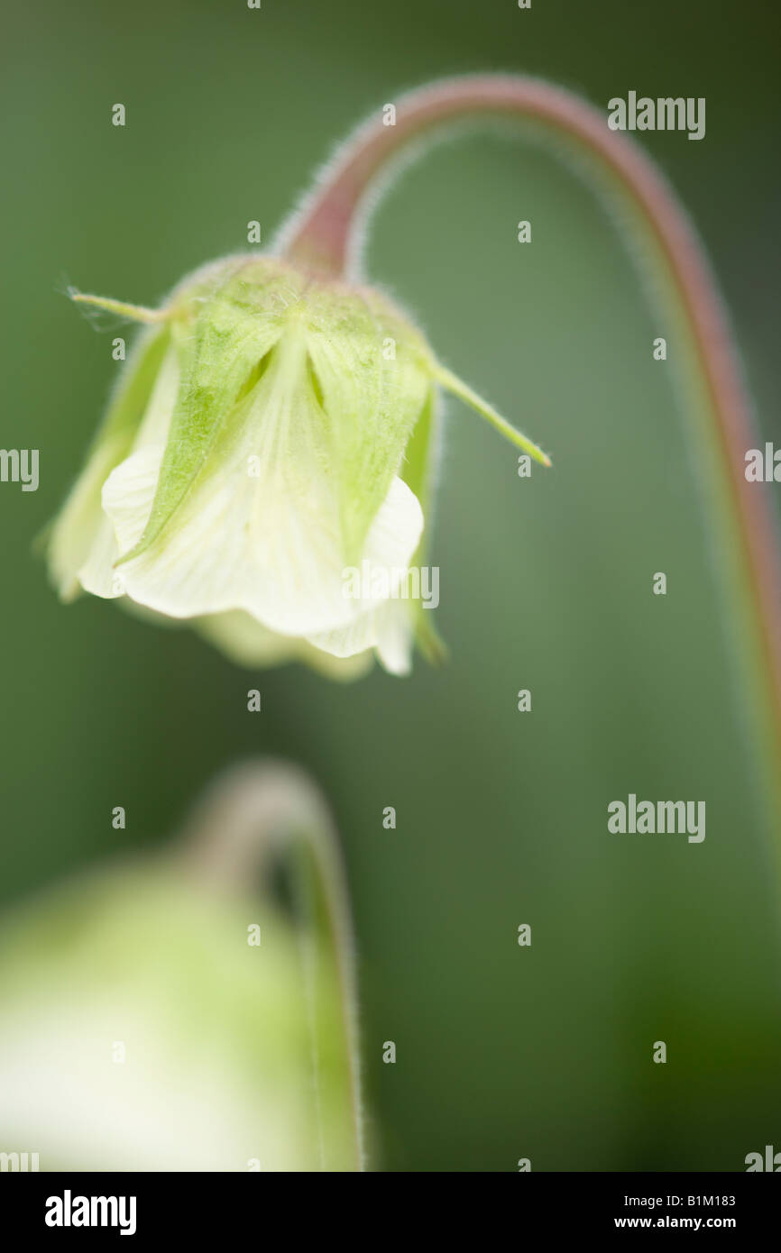 Geum rivale 'Lemon Drops', close up of flower Stock Photo - Alamy