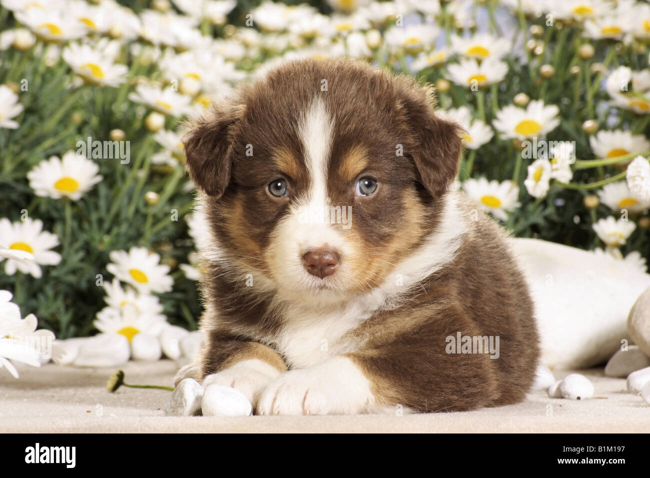 Australian Sheperd puppy - lying in front of flowers Stock Photo - Alamy