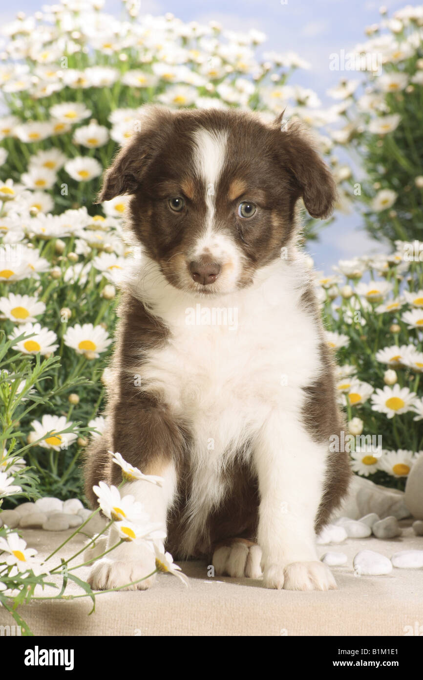 Australian Sheperd puppy - sitting in front of flowers Stock Photo - Alamy