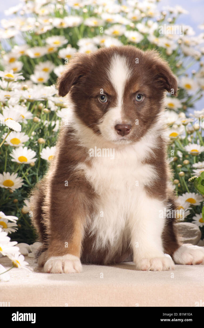 Australian Sheperd puppy - sitting in front of flowers Stock Photo - Alamy