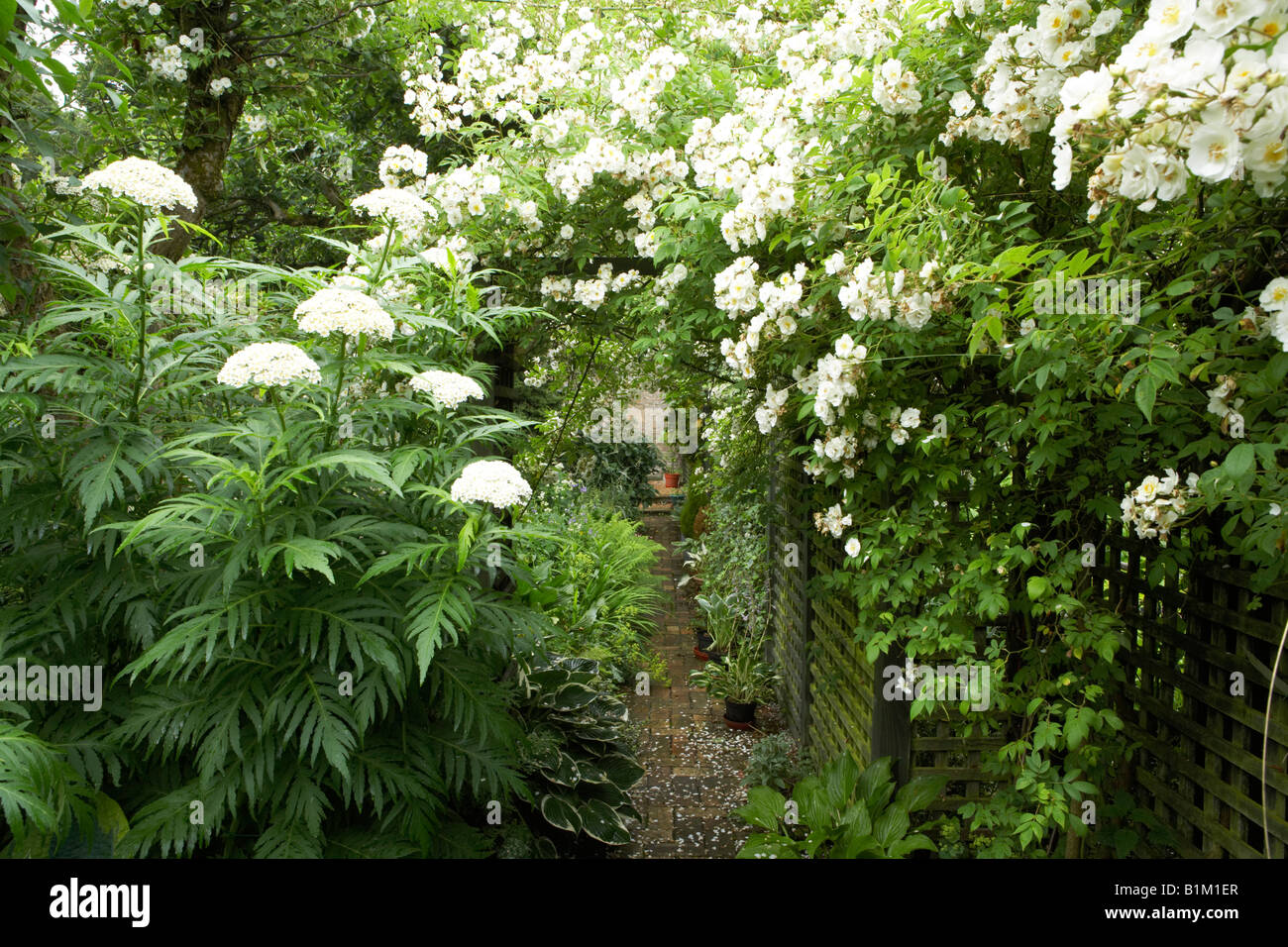 Achillea grandifolia in a cottage garden with rose Rambling Rector ...