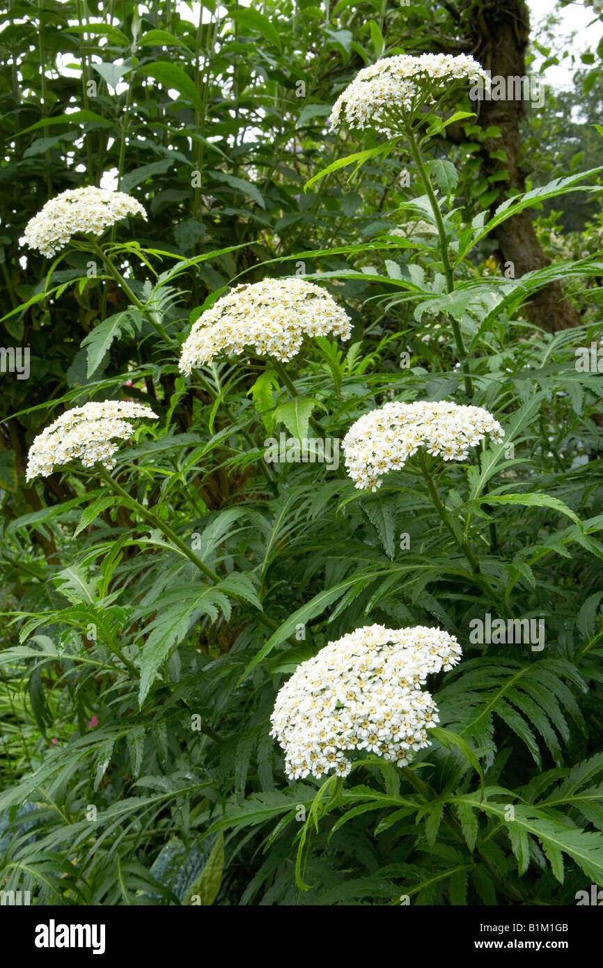 Achillea grandifolia in blossom Stock Photo - Alamy