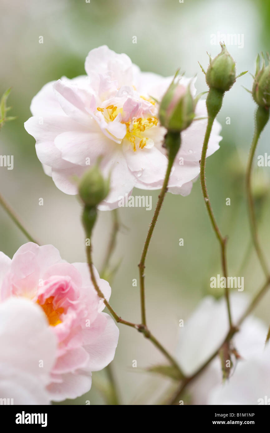 Pink flower and buds of rose Paul's Himalayan Musk Stock Photo - Alamy