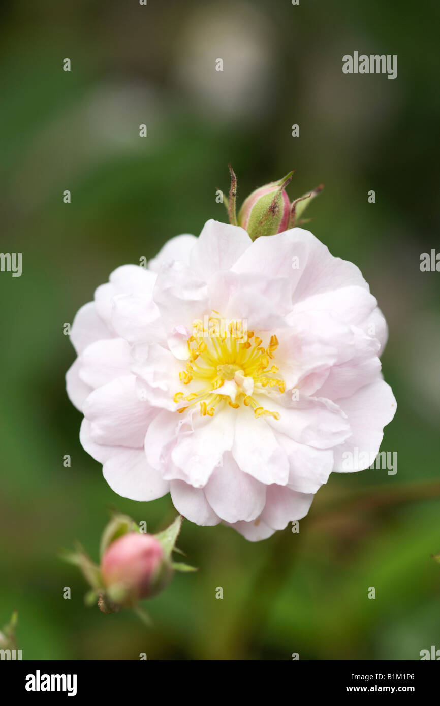 Rosa pauls himalayan musk hi-res stock photography and images - Alamy