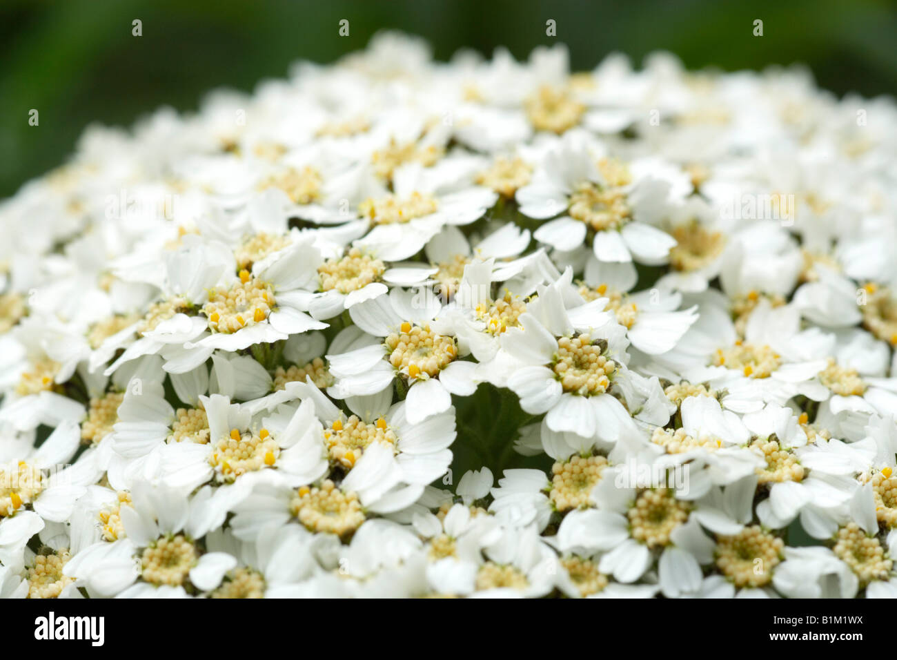 Achillea grandifolia in blossom Stock Photo - Alamy