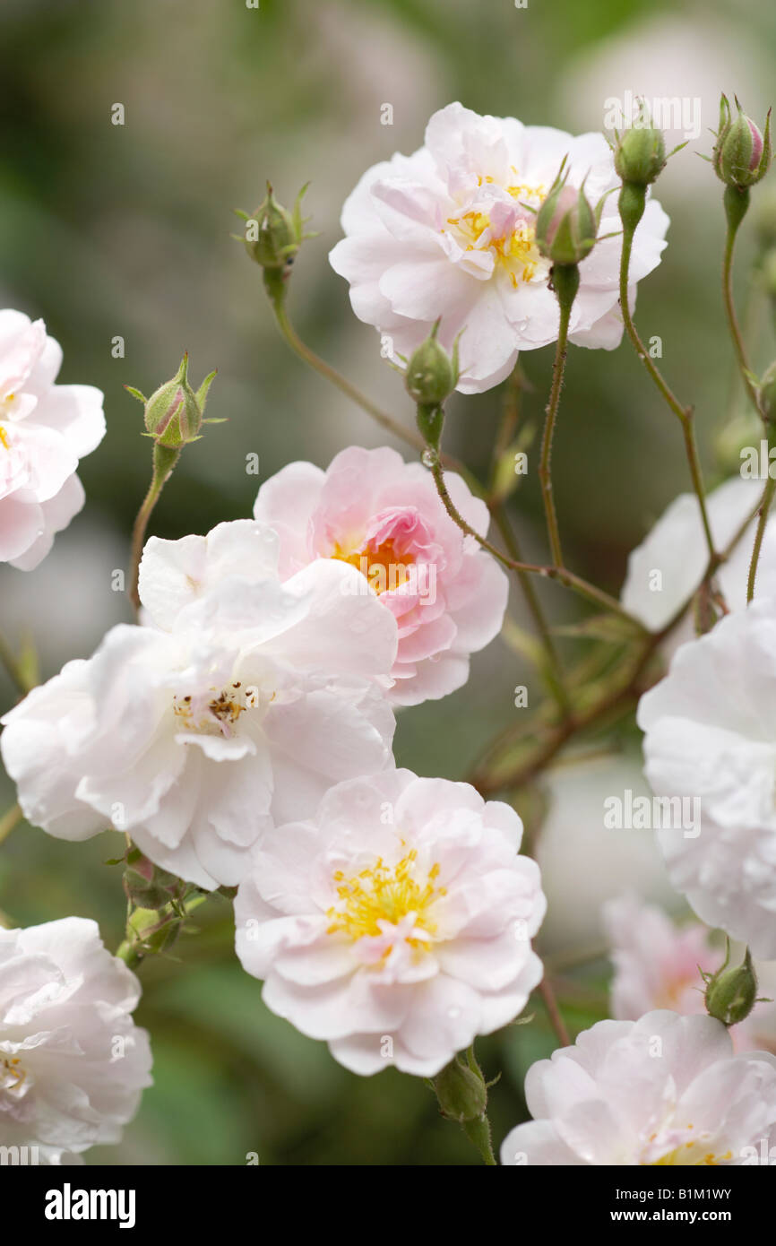 Pink flowers ofClimbing rose Paul's Himalayan Musk. With new buds in ...