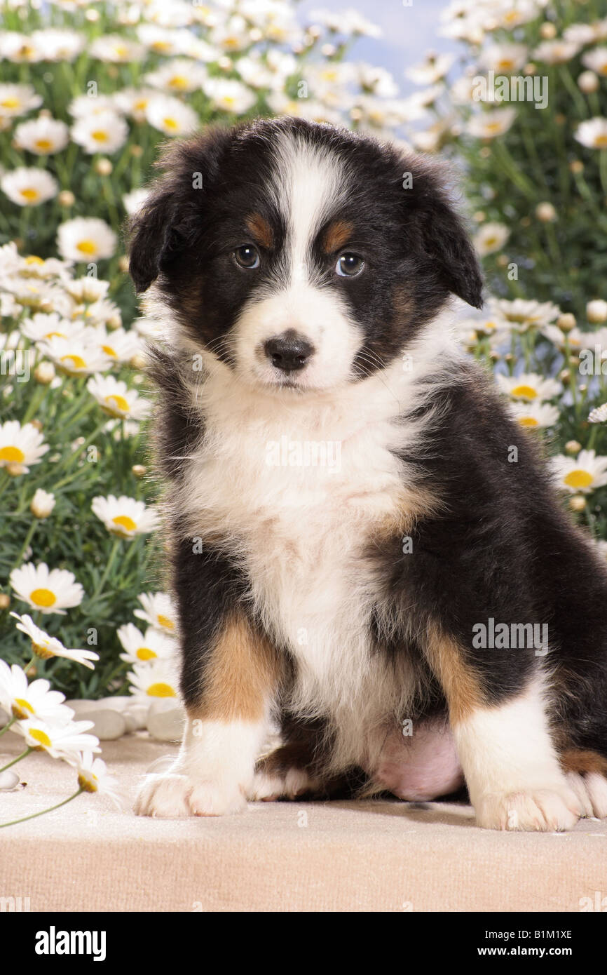 Australian Sheperd puppy - sitting in front of flowers Stock Photo - Alamy