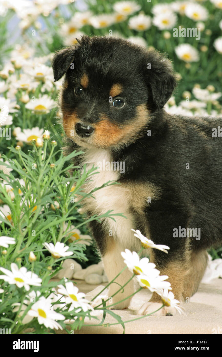 Australian Sheperd puppy - standing in front of flowers Stock Photo - Alamy