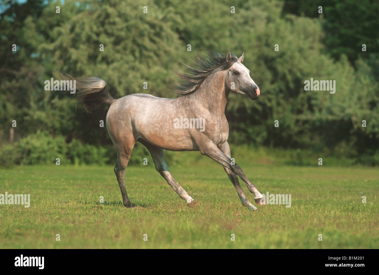 arabian horse - galloping on meadow Stock Photo - Alamy