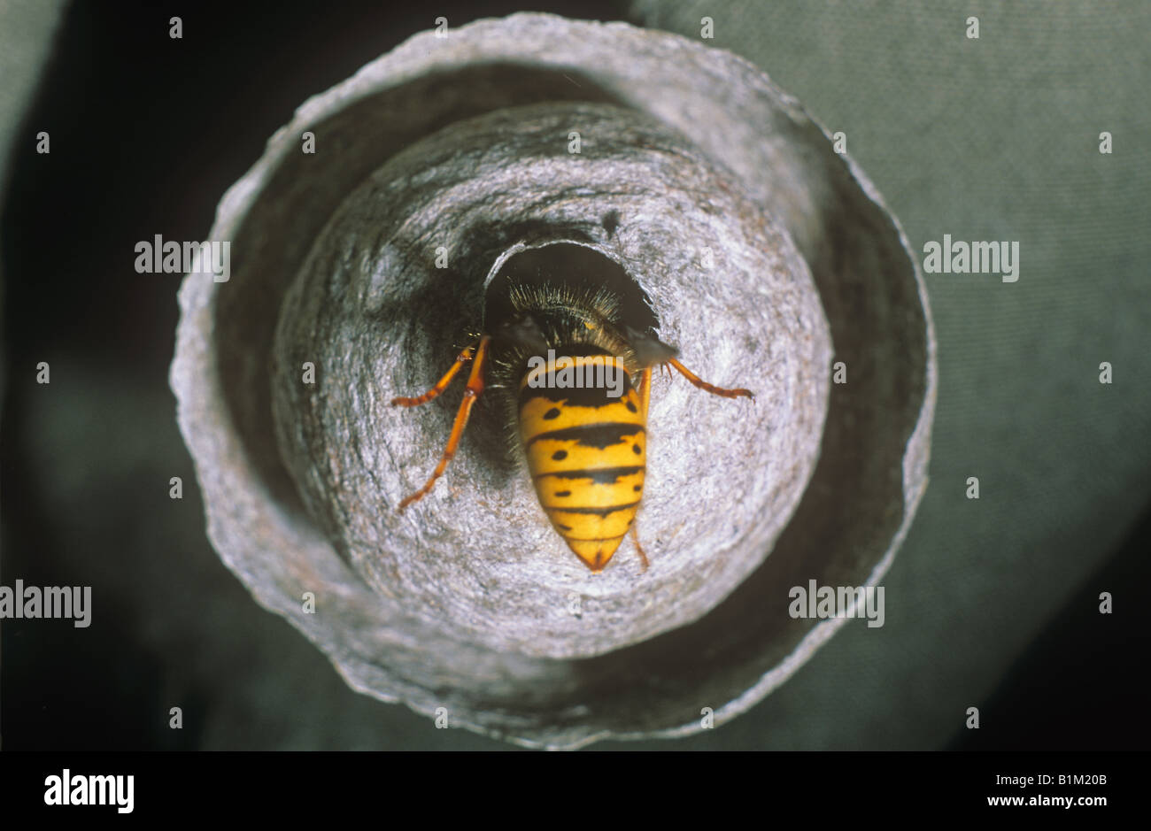 wasp - building nest Stock Photo - Alamy